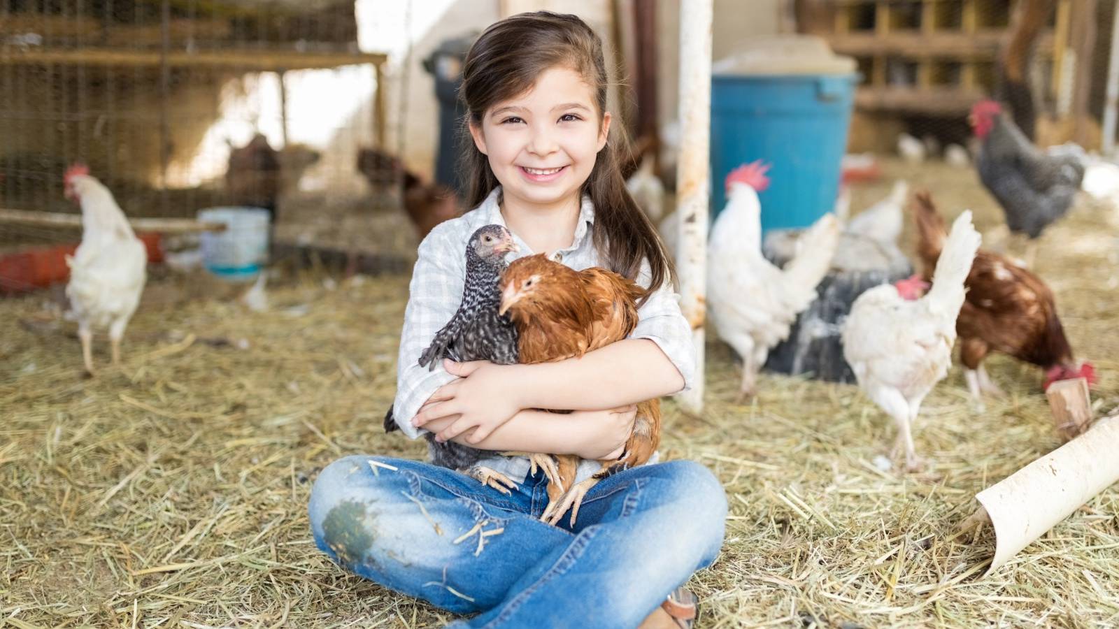 CDC Warns Chicken Owners Not to Cuddle Animals