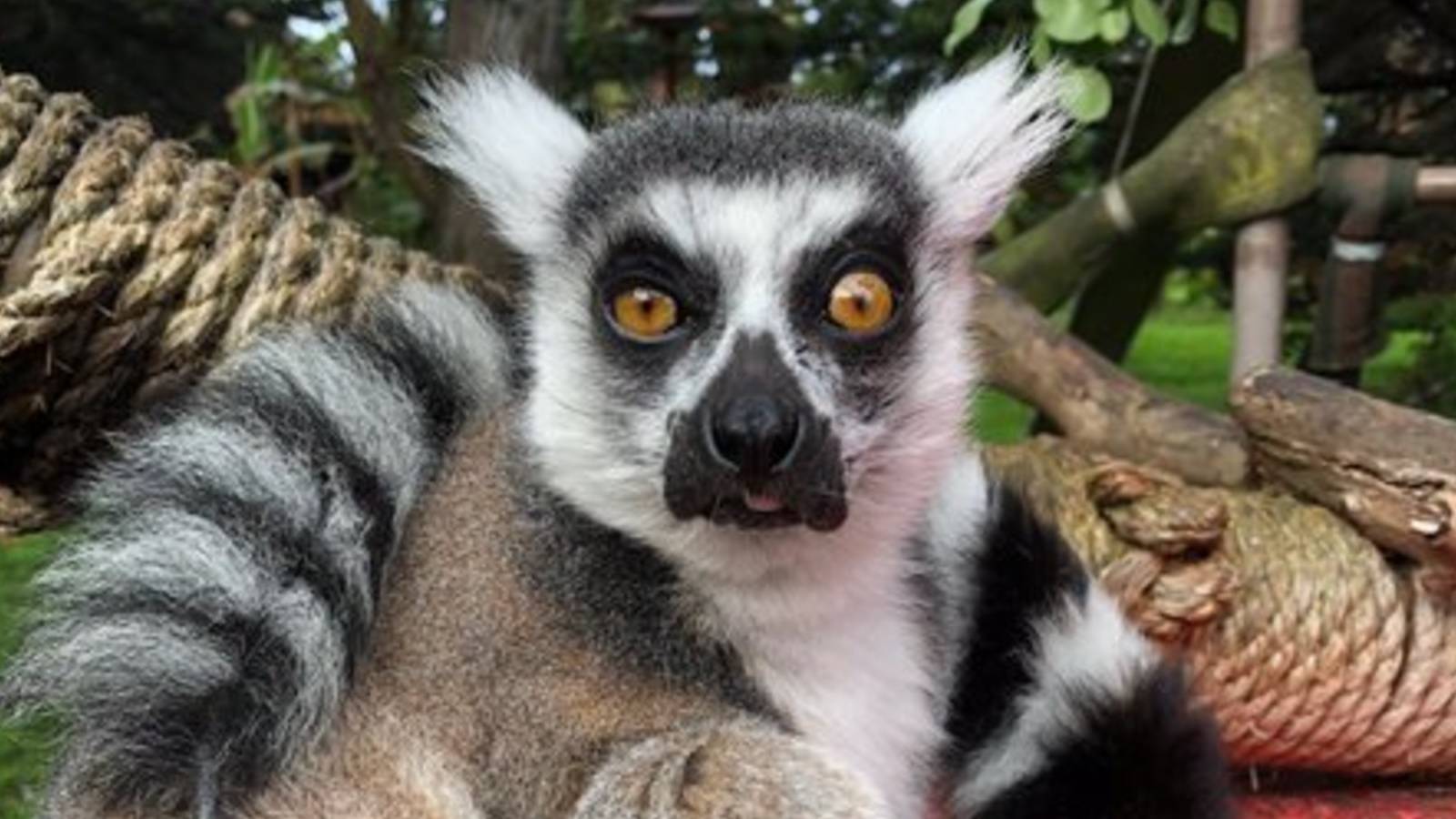 5-year-old Finds Escaped Lemur In Playground
