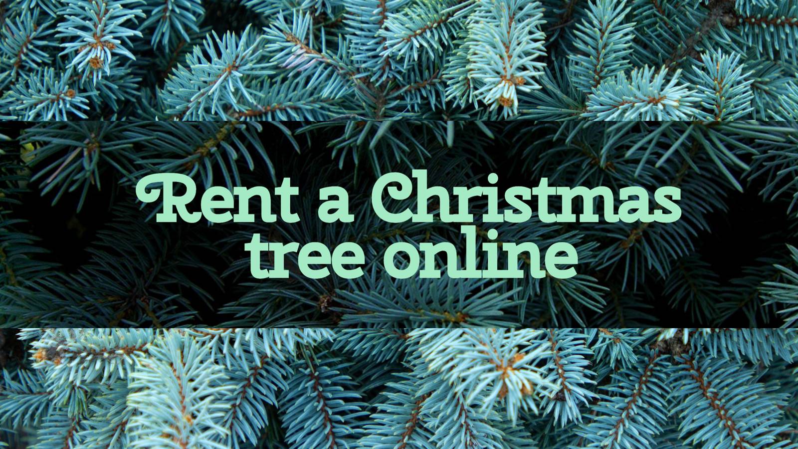 Rent A Live Christmas Tree This Holiday Season