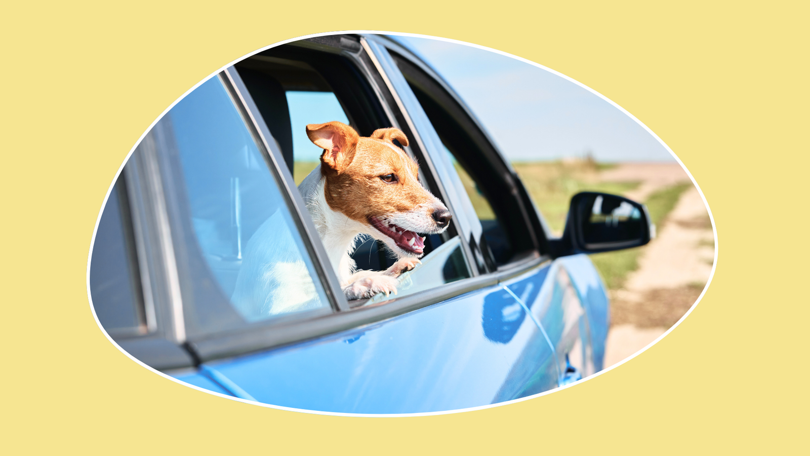 First-Time Pet Travel Tips: How to Prepare and What to Expect